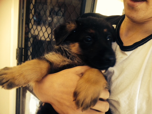 8-week-old-german-shepherd-male-puppy | Leishjaclyn German Shepherds