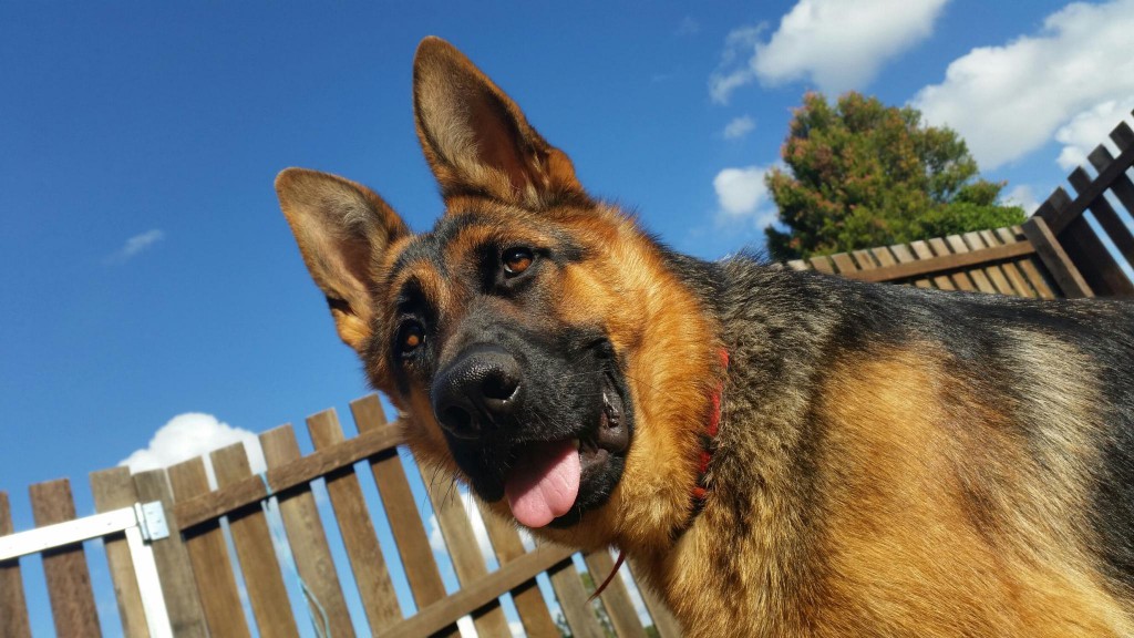 German-Shepherd-Female-Storm | Leishjaclyn German Shepherds