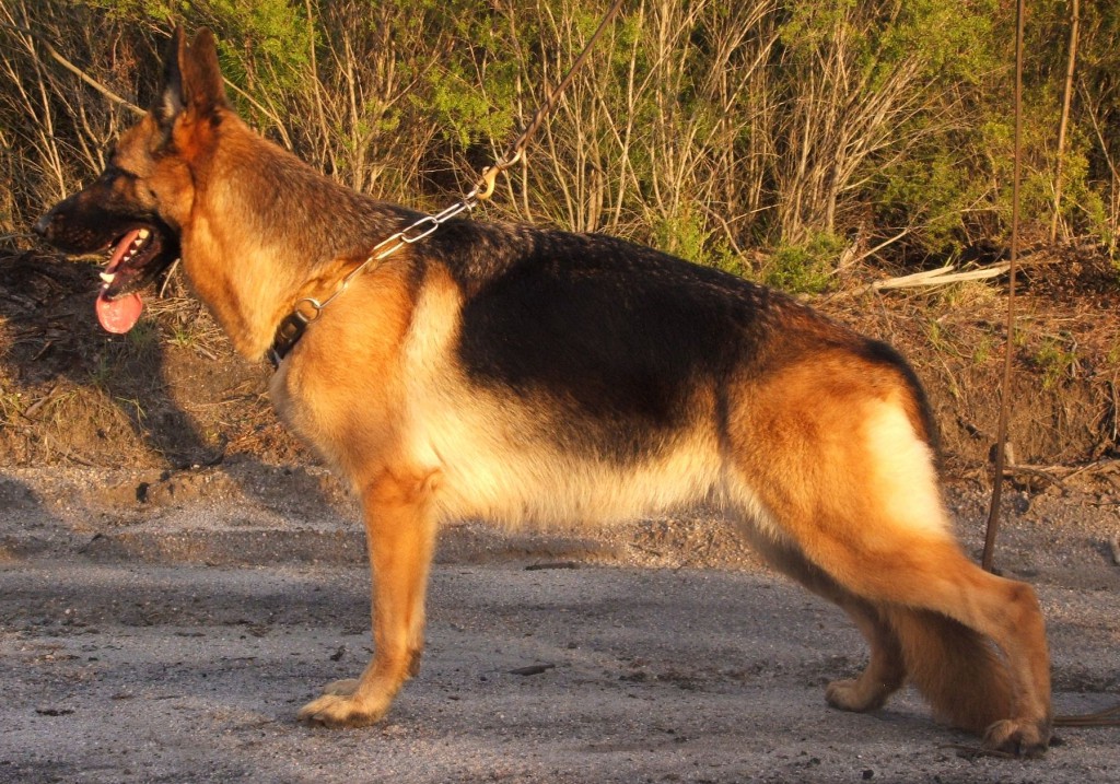 Our Beautiful German Shepherd Girls of Past and Present. | Leishjaclyn ...
