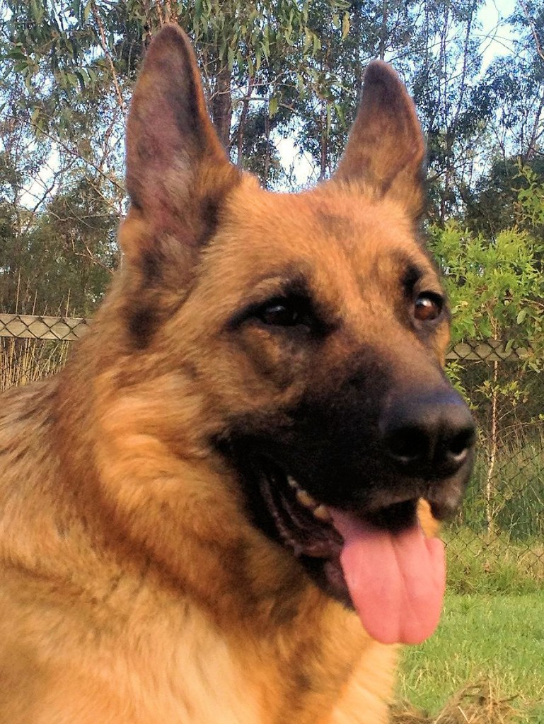 Our Beautiful German Shepherd Girls of Past and Present. | Leishjaclyn ...