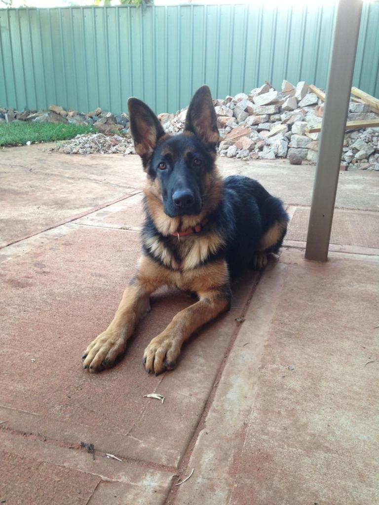 german-shepherd-male-puppy-6mths-big-ears-and-big-ears | Leishjaclyn ...