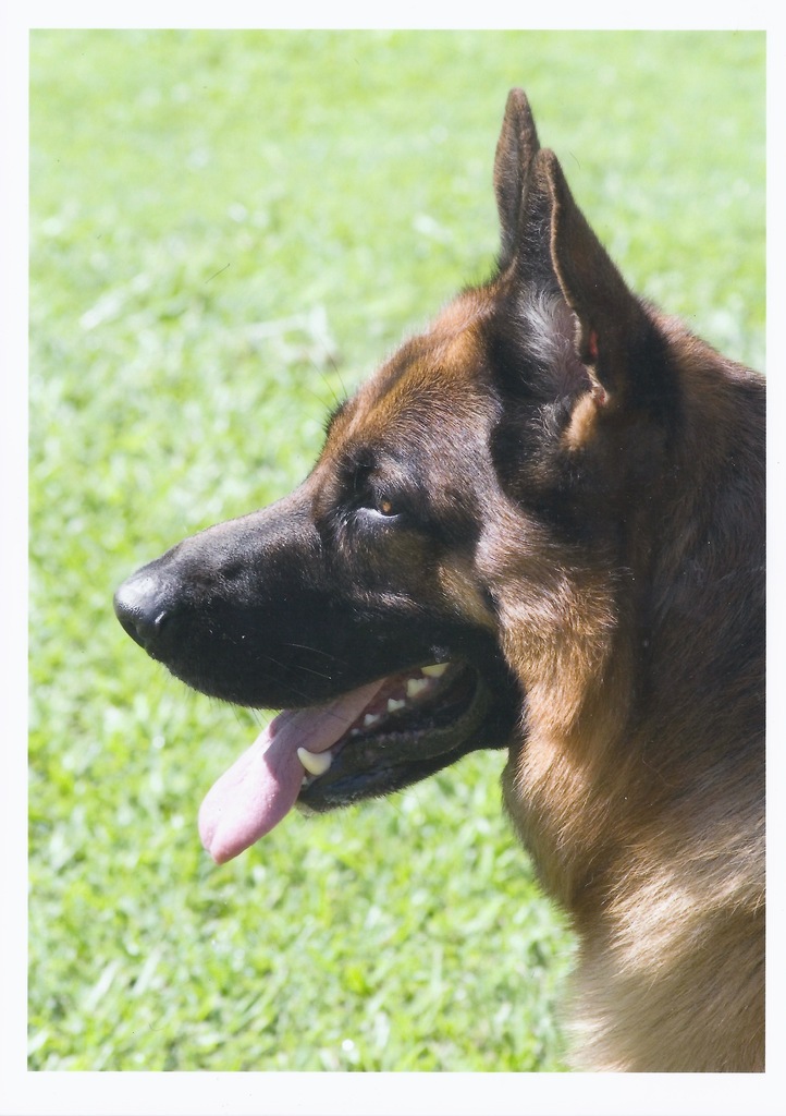 german-shepherd-male-with-masculine-head-side-on | Leishjaclyn German ...