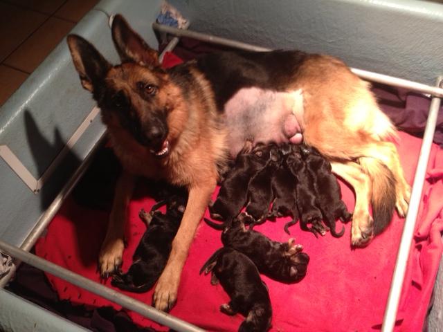 german-shepherd-mother-and-babies | Leishjaclyn German Shepherds
