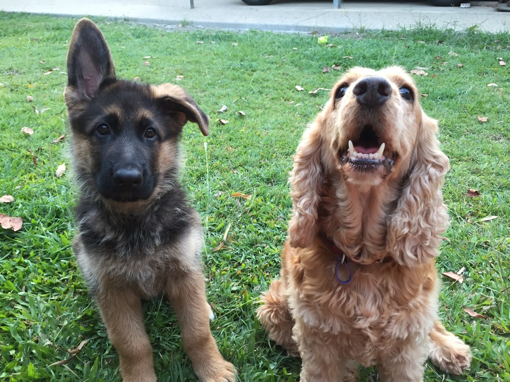 german-shepherd-pup-with-his-cocker-spaniel-bestie | Leishjaclyn German ...