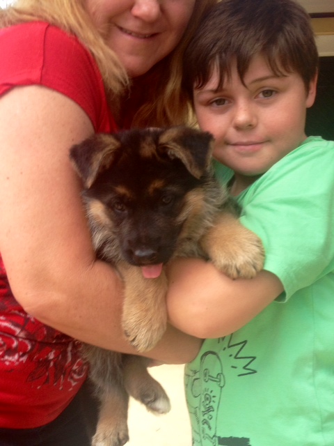 german-shepherd-puppy-with-new-owners | Leishjaclyn German Shepherds
