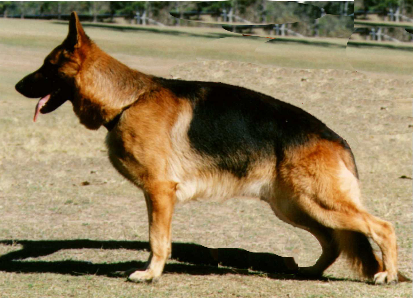 Famous German Shepherd Boys, | Leishjaclyn German Shepherds