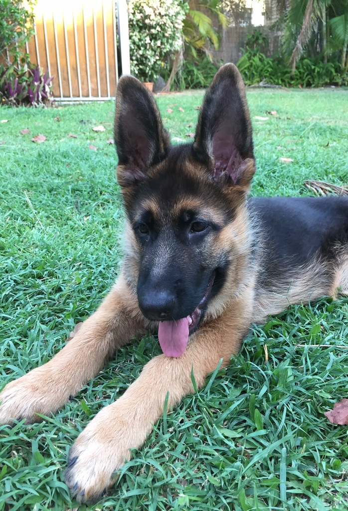 lovely-german-shepherd-puppy | Leishjaclyn German Shepherds