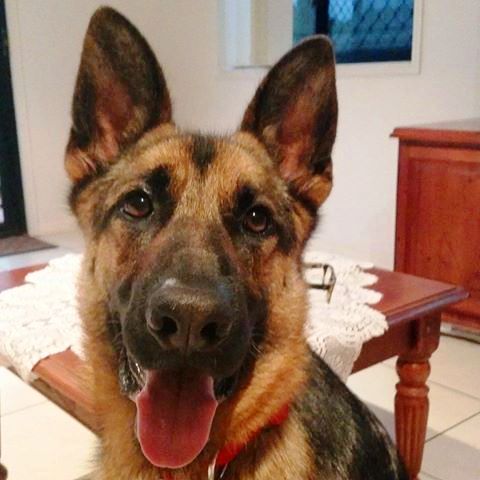 german shepherd puppy lovely-strong-adult-female-german-shepherd-head ...