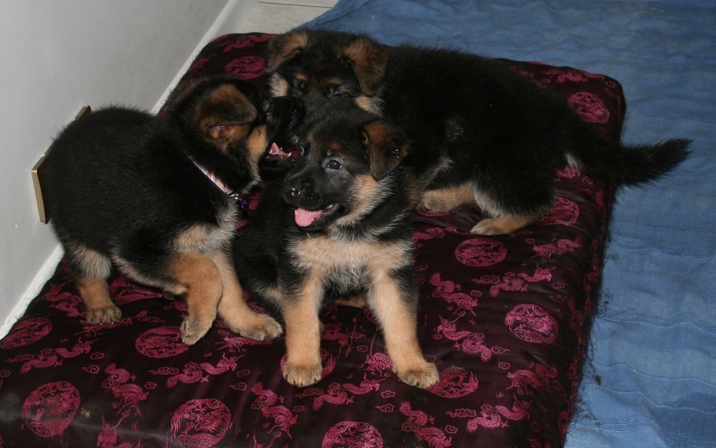 german shepherd puppy | Leishjaclyn German Shepherds