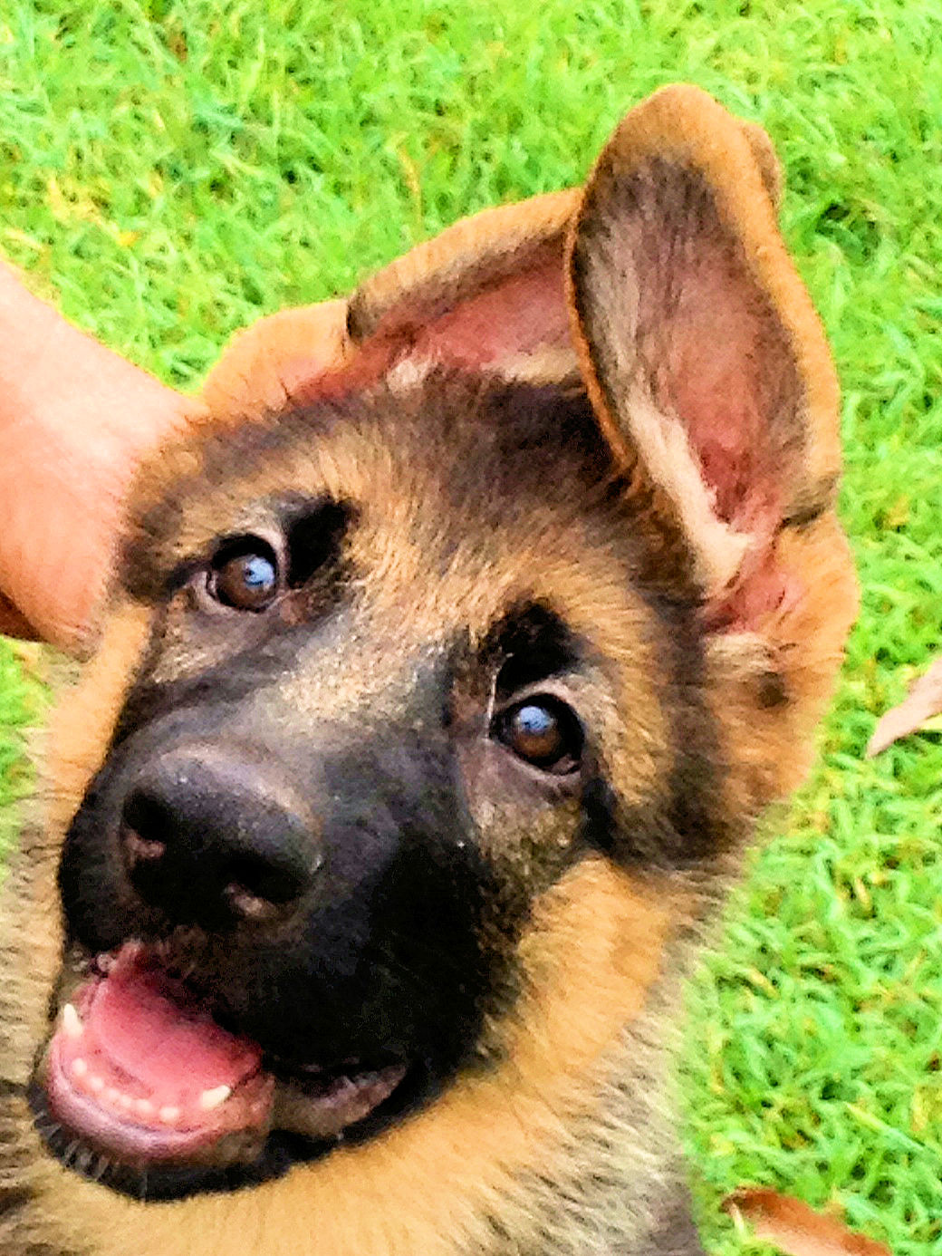 young-german-shepherd-puppy-1 | Leishjaclyn German Shepherds