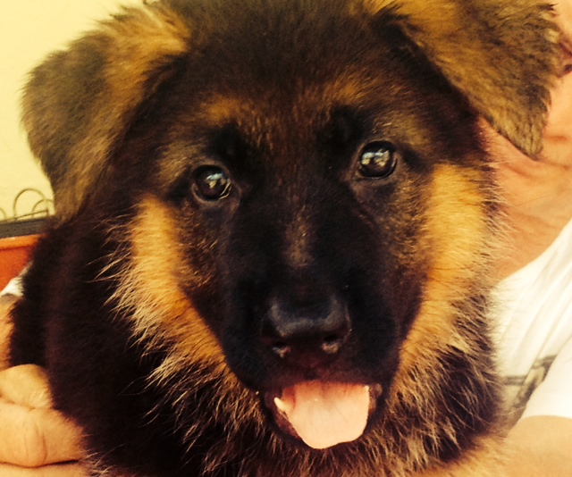 young-german-shepherd-puppy-6 | Leishjaclyn German Shepherds