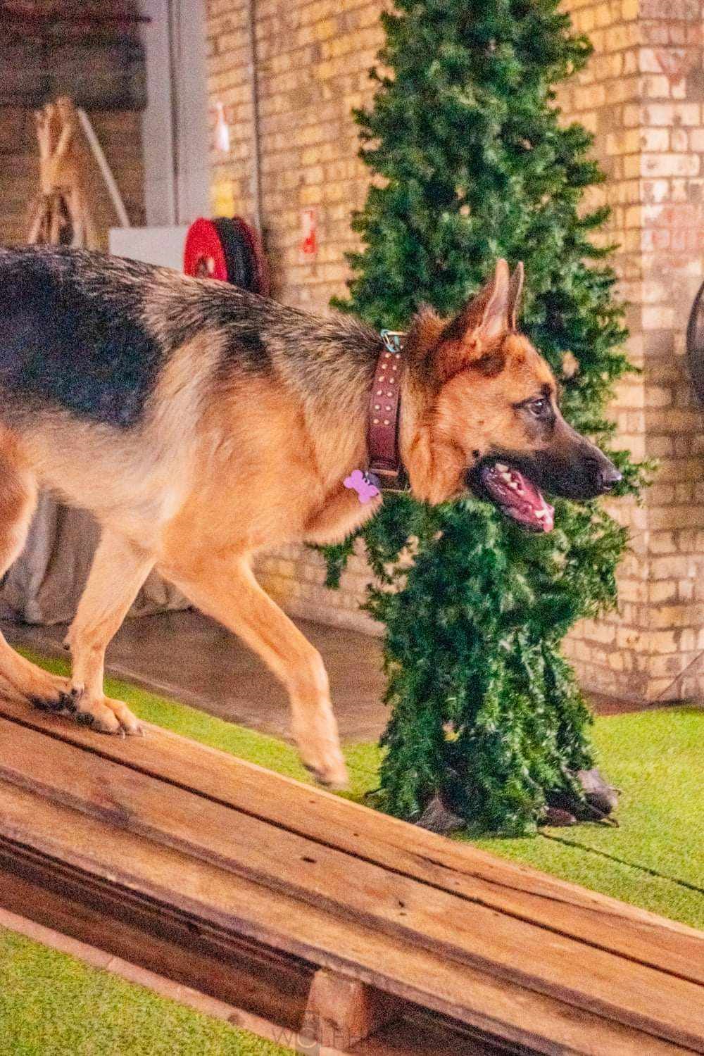 hazel 11 | Leishjaclyn German Shepherds