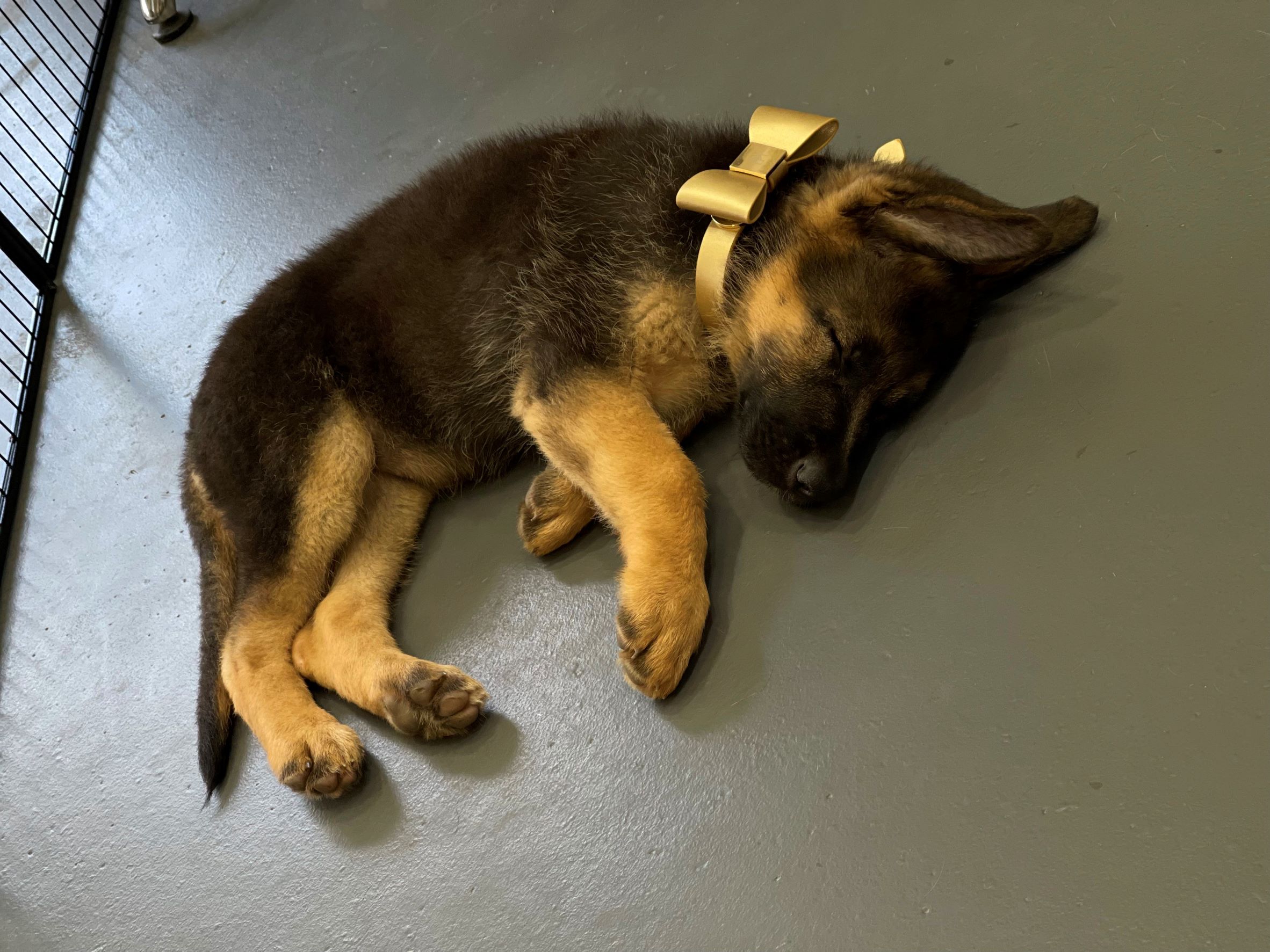 German Shepherd Female puppy 8 weeks Zahla with her beautiful Gold ...