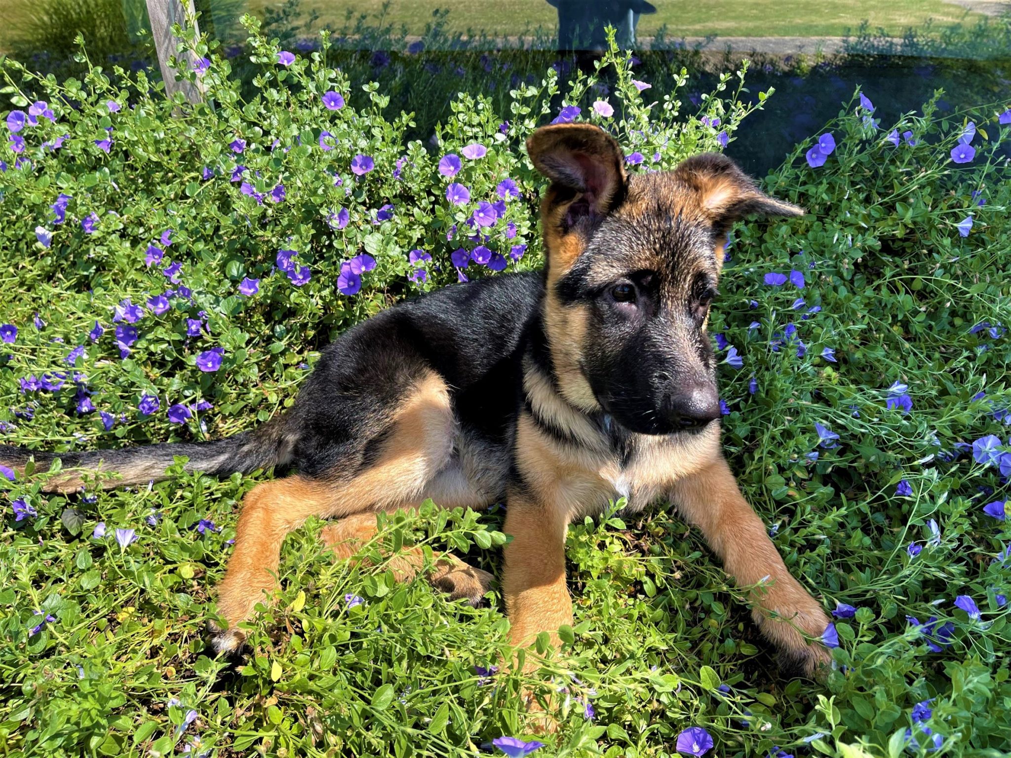 German shepherd female puppy purple flowers | Leishjaclyn German Shepherds
