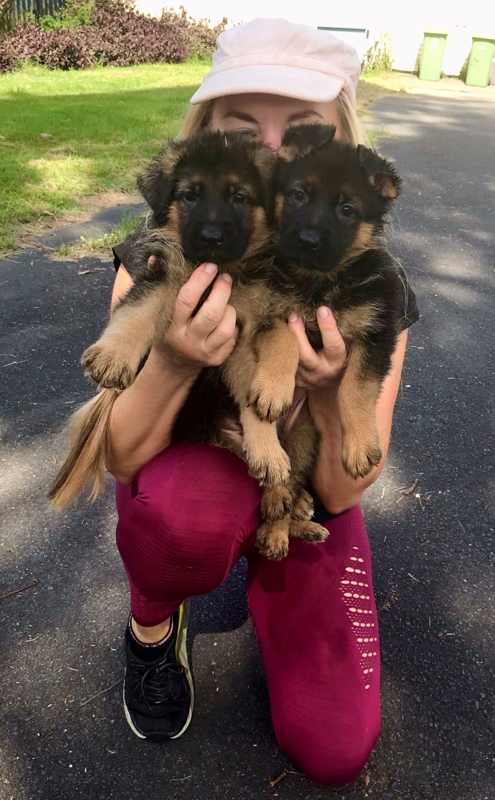 finn girls correct | Leishjaclyn German Shepherds