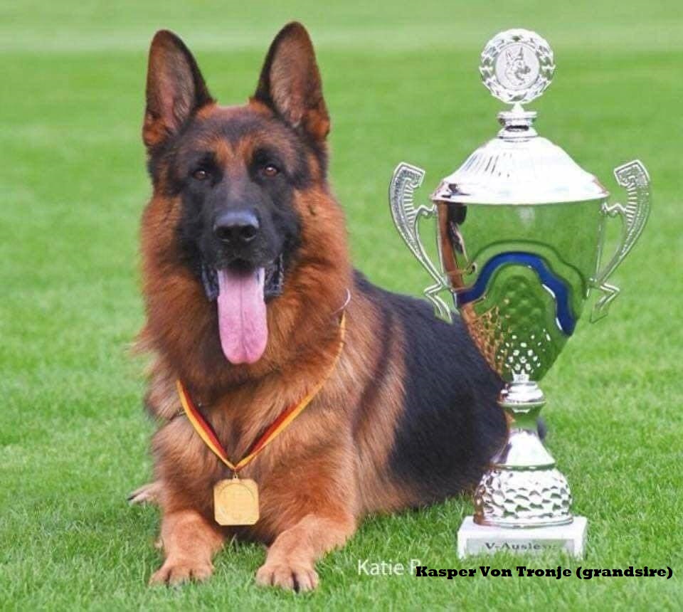 Famous German Shepherd Grand Sire ‘Kaspar Von Tronje’ 2 x VA2 ...